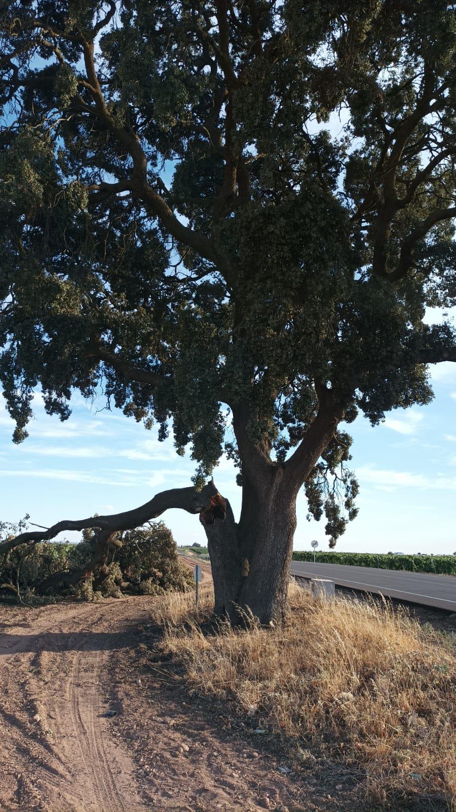 La carrasca La Sandalia sufre daños en una de sus ramas principales ...